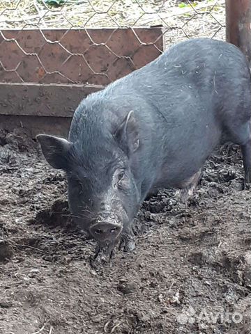 Вьетнамский вислобрюхий хряк