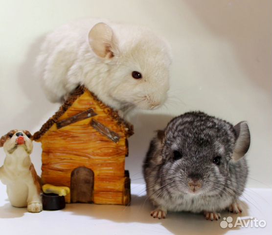 Шиншиллы стандарт и пастель