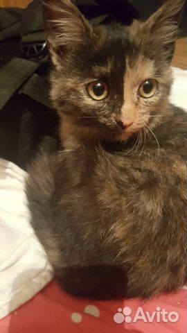 Кошка