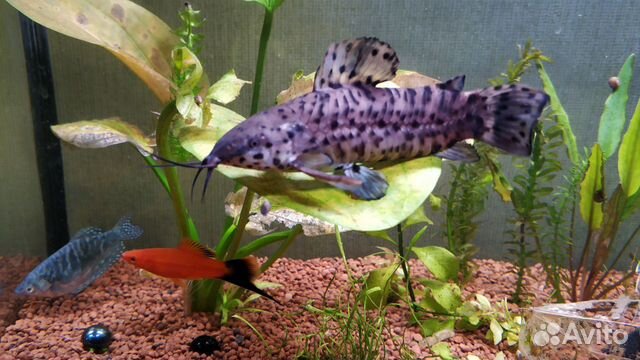 Рыбки и сом