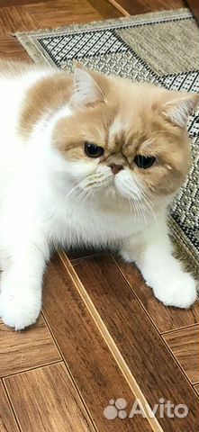 Вязка, кот перс экзот