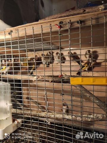 Щеглы поющие