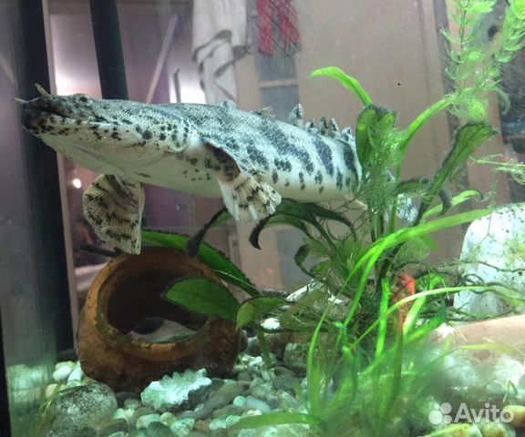 Полиптерус Эндлихера