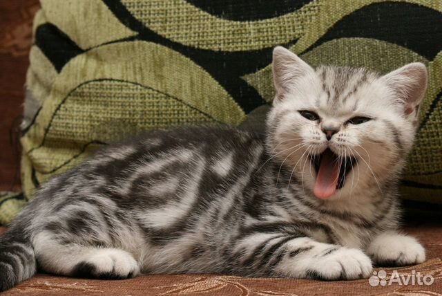 Милашка Кристи мраморенок