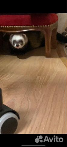 Хорек самец 3 месяца