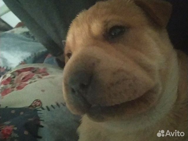 Шарпей