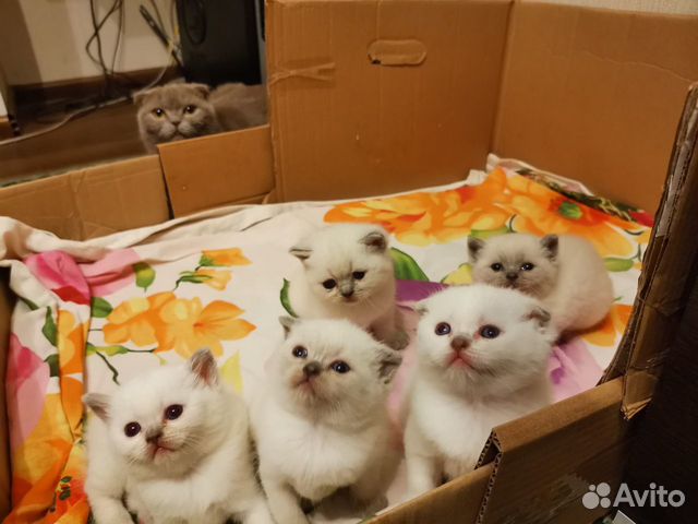 Замуррчательные шотландцы