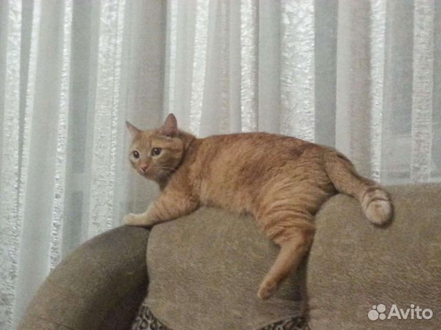 Кот бесплатно