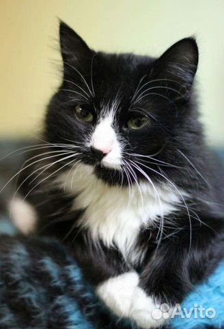 Кошка в добрые руки