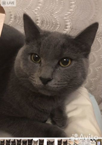 В добрые руки