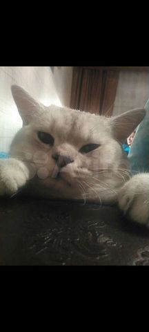 Британец на вязку