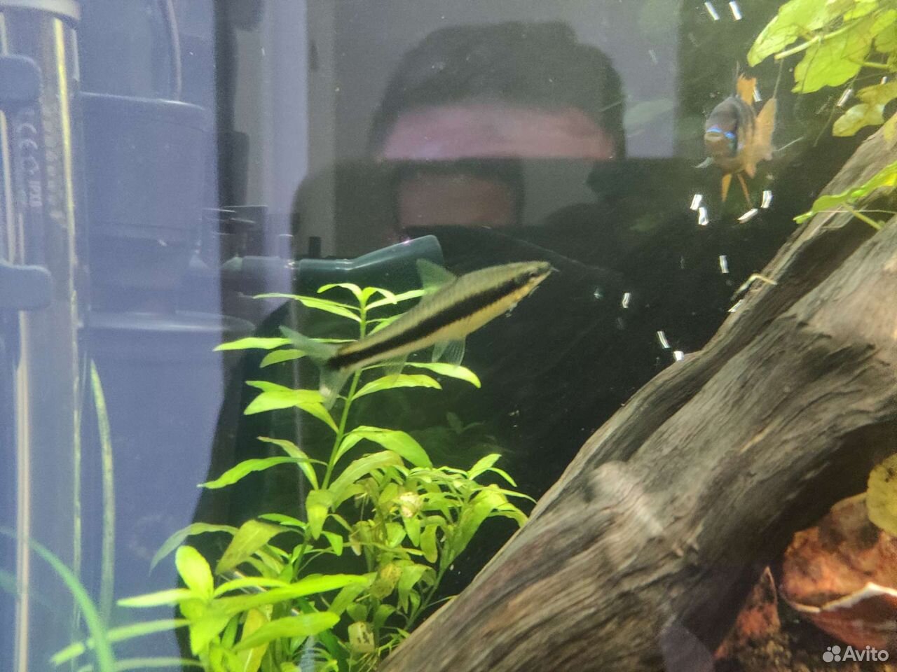 Аквариумная рыба, сом водорослеед