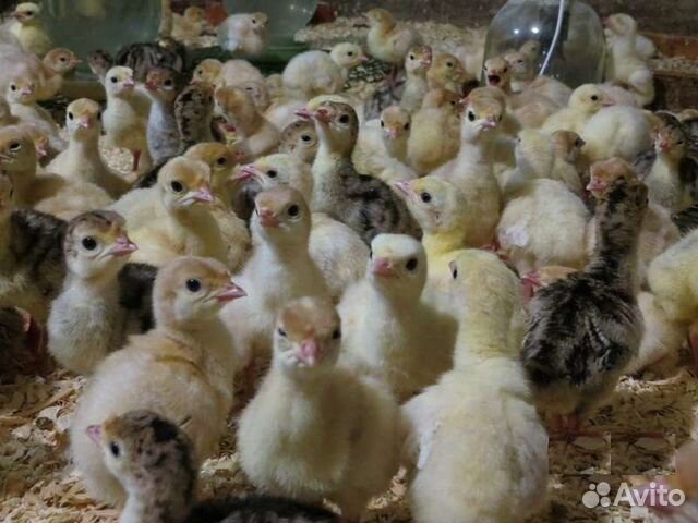 Индюшата подрощенные