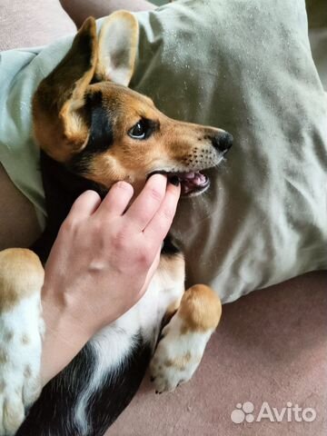 Отдам собаку