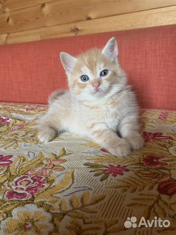 Кремовый котенок 1,5 мес