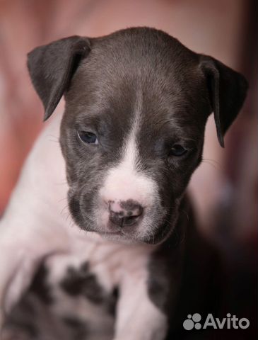 Голубая девочка амстафф