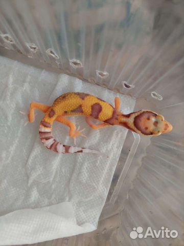 Геккон эублефар