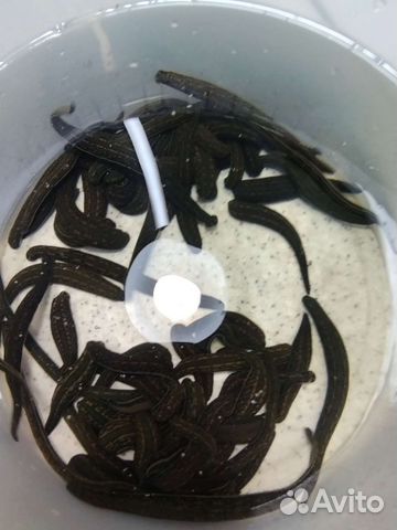 Пиявка медицинская