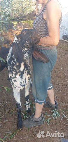 Нубийские козы камори