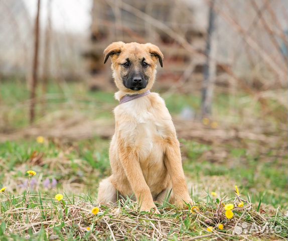 Щенок в добрые руки девочка