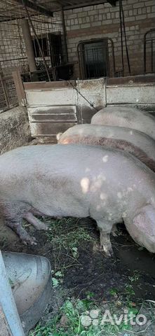 Свиньи ландрас