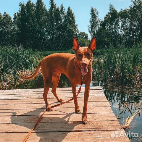 Чирнеко дель этна сицилийская собака