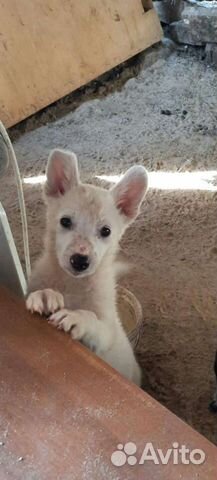 Щеночек Беляшик в Добрые Ручки