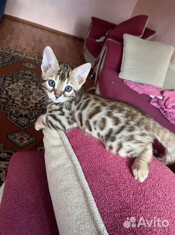Прекрасные бенгальские котята