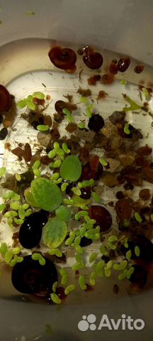 Улитки отдам