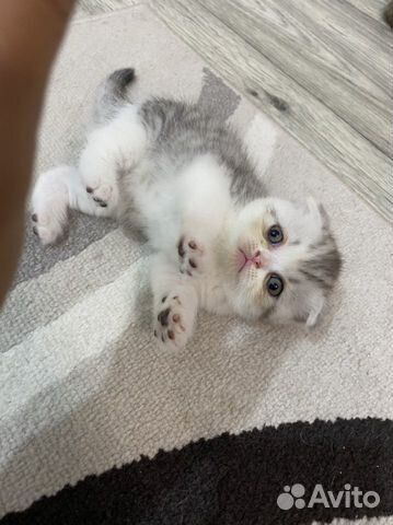 Британские котята