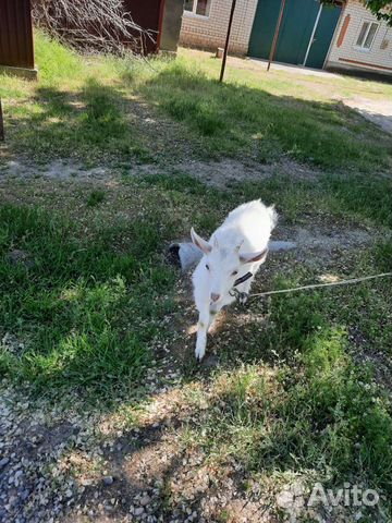 Козачка,от молочной козы