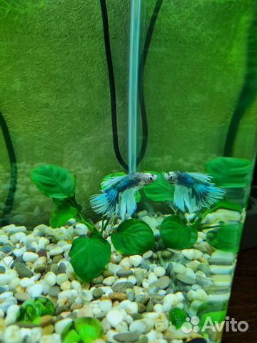 Отдаю рыбку Петушка.Возраст 2-4 месяца