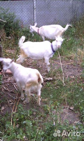 Козы, 3 месяца
