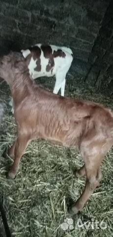 Коровы и телки