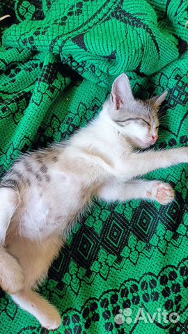 Котенок в добрые руки