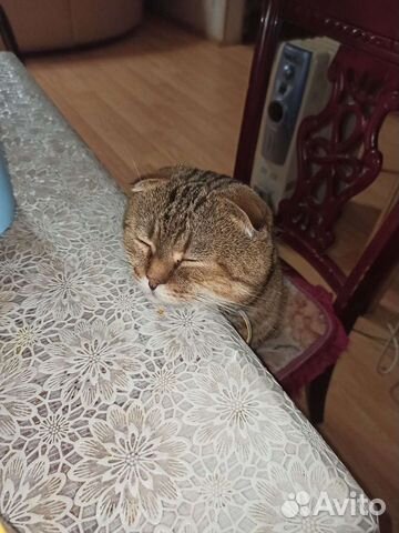 Шотландский кот вязка