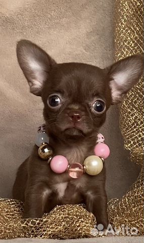 Мини девочка