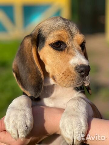 Бигль, нежная красавица