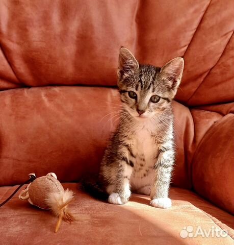 Тигровый котёнок (девочка) в добрые руки