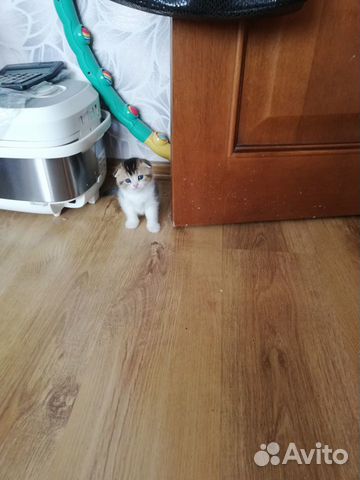 Вислоухий котенок