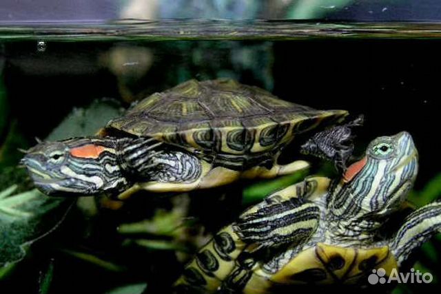 Две красноухие черепахи