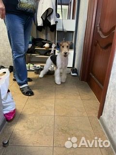 Породистый пес в добрые руки