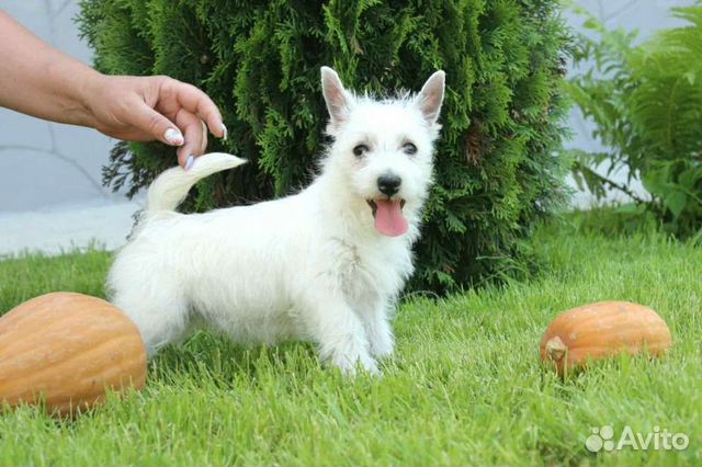 Девченки вестики