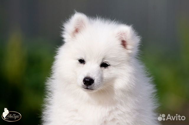 Щенок японского шпица