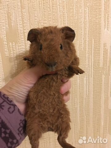 Морские свинки, Американский тедди