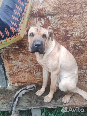 Чудесная собака в Добрые руки