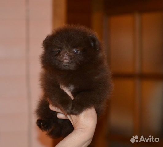 Шоколадный малышок