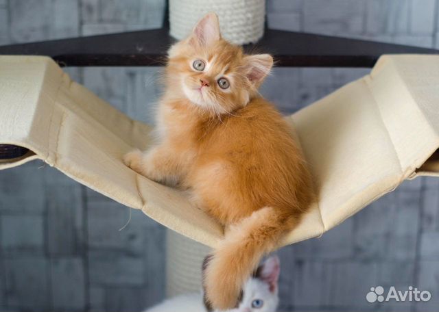 Британский котёнок в лисьей шубке