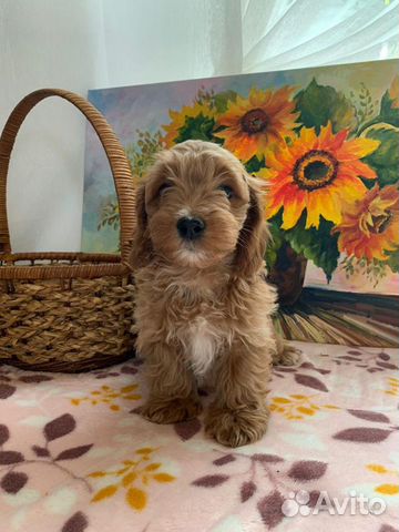 Щенки мальтипу f1