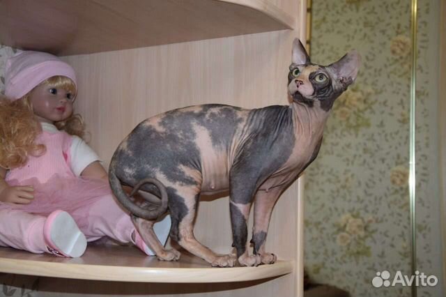 Канадский сфинкс кошка